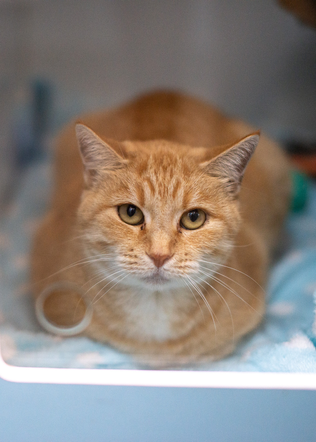 Amy Adams - Female Domestic Short Hair Mix Cat in NSW - PetRescue