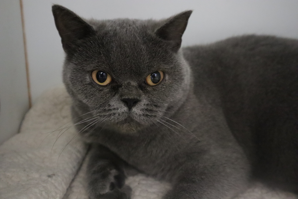 Madame Petunia - Female British Shorthair Mix Cat in VIC - PetRescue