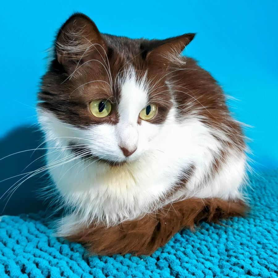 Cookie - Female Ragdoll Mix Cat in NSW - PetRescue