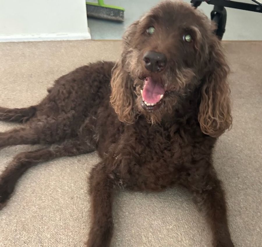 Coco - Medium Female Poodle x Labrador Mix Dog in QLD - PetRescue