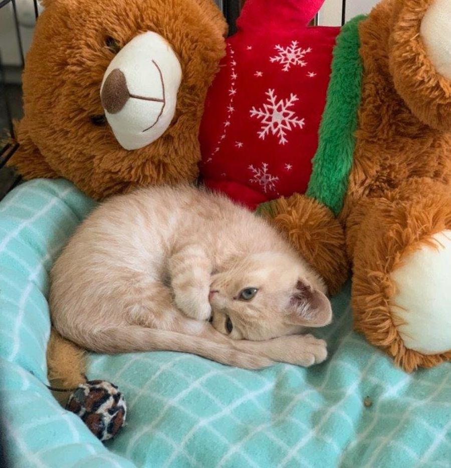 Miska Pembleton - Female Domestic Short Hair Mix Cat in VIC - PetRescue