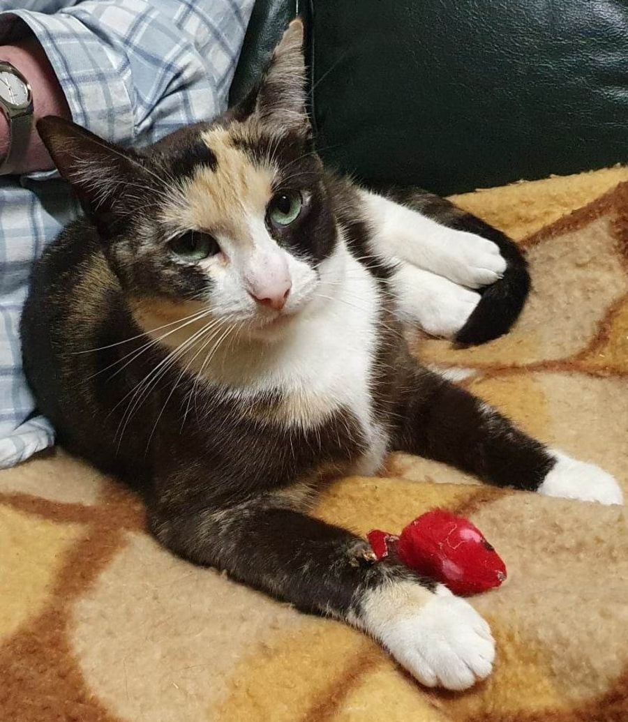 Pringles - Female Domestic Short Hair Cat in VIC - PetRescue