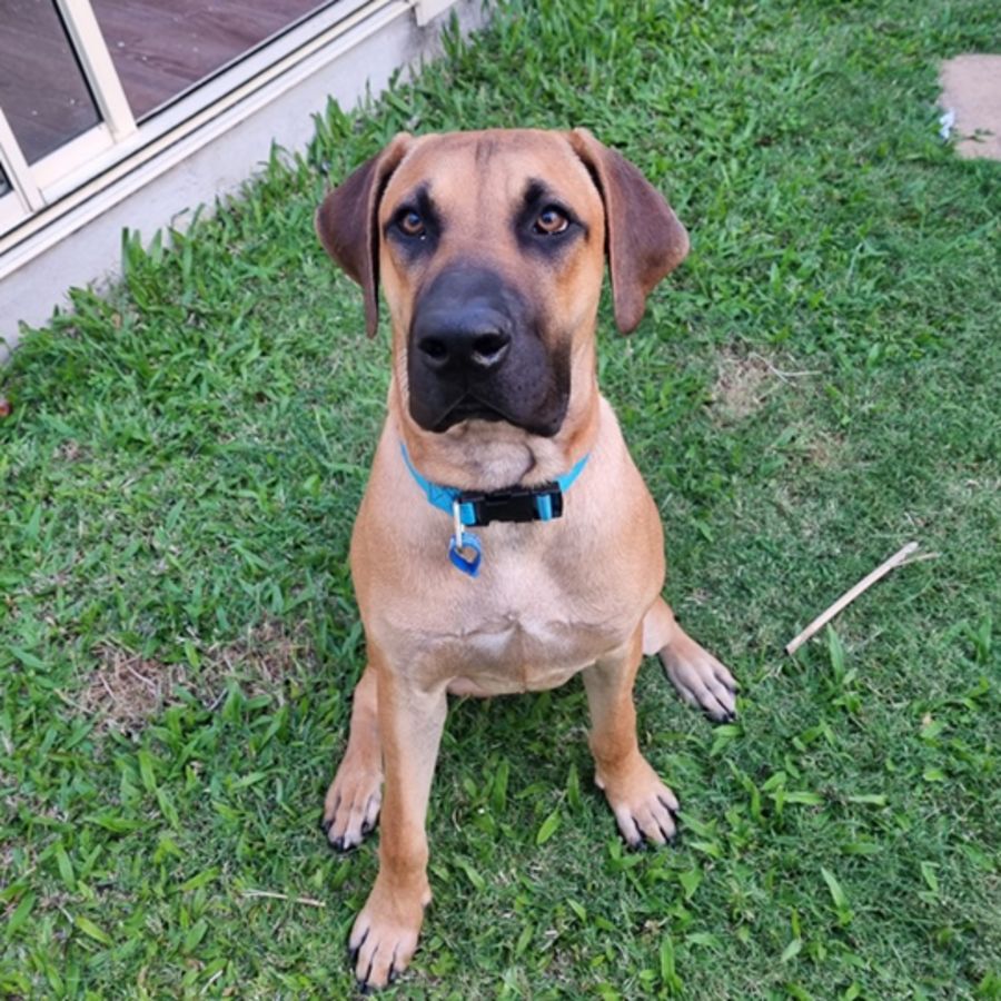 Harvey - Large Male Great Dane Mix Dog in QLD - PetRescue