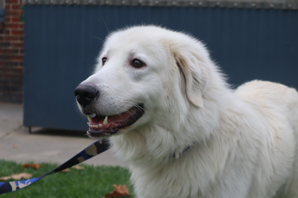 Monopoly - Large Male Maremma Sheepdog Mix Dog in VIC - PetRescue
