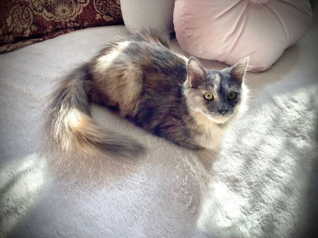 Minky - Female Domestic Medium Hair Cat in ACT - PetRescue
