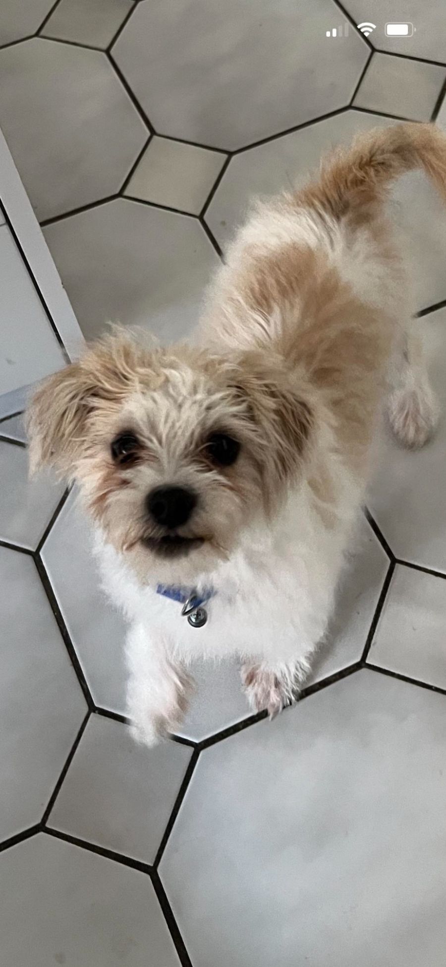 Allan - Small Male Maltese Mix Dog in VIC - PetRescue