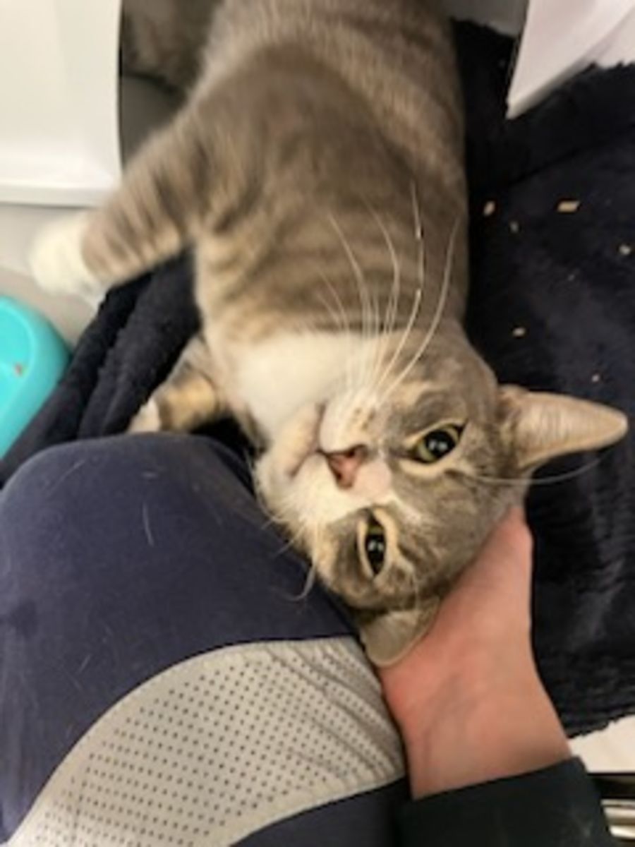 Jaime - Male Domestic Short Hair Cat in NSW - PetRescue