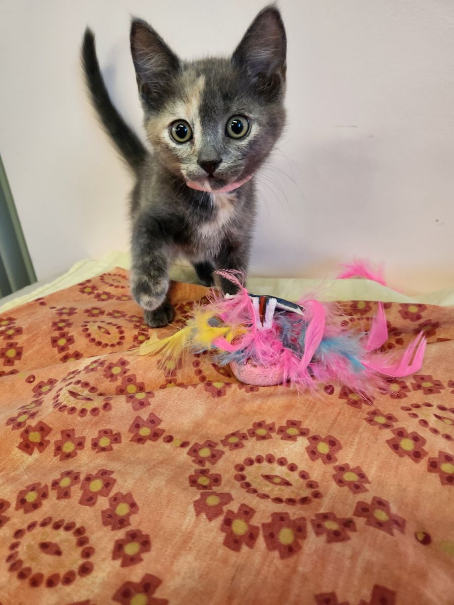 Harvee - Female Domestic Short Hair Cat in NT - PetRescue