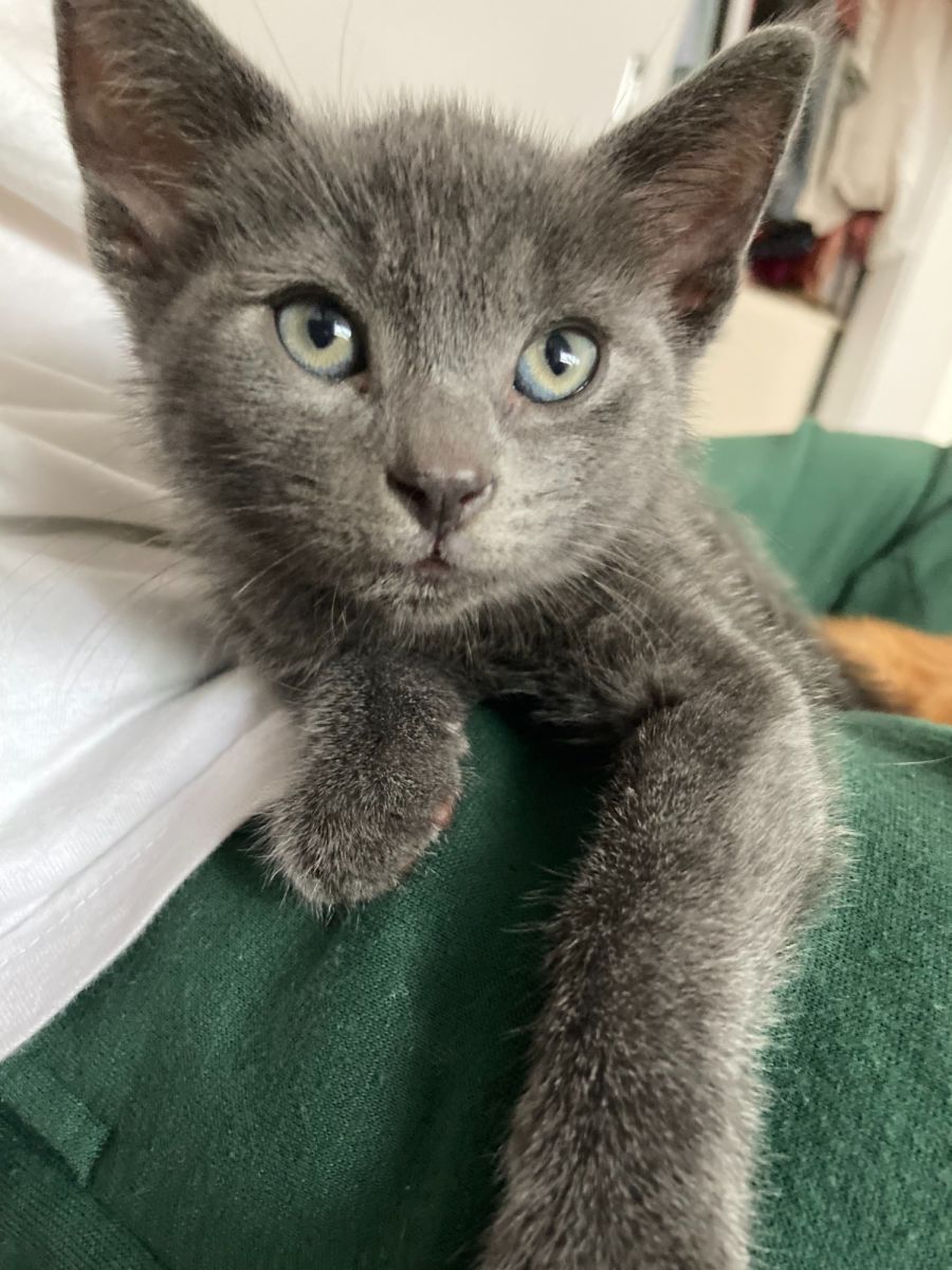 Blueberry (Bluey) - Male Domestic Short Hair Cat in NSW - PetRescue