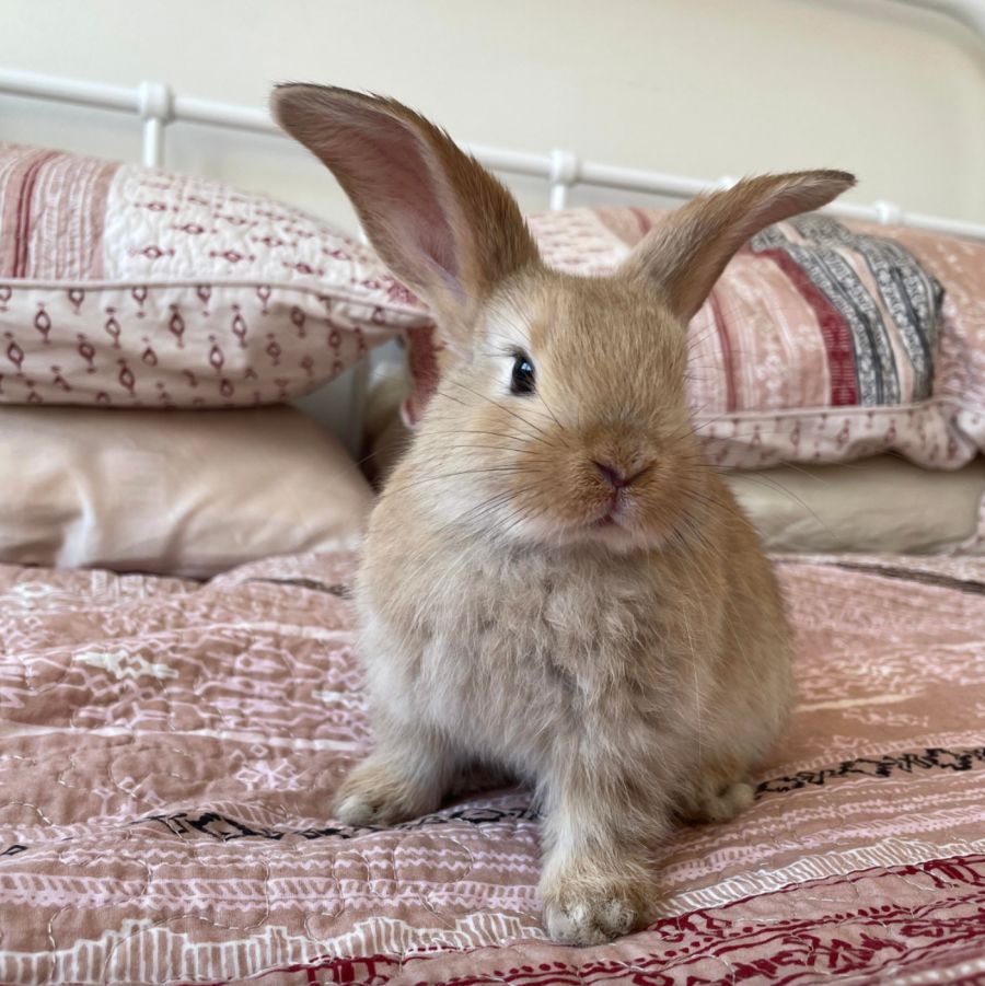 Xylo - Female Rabbit in VIC - PetRescue
