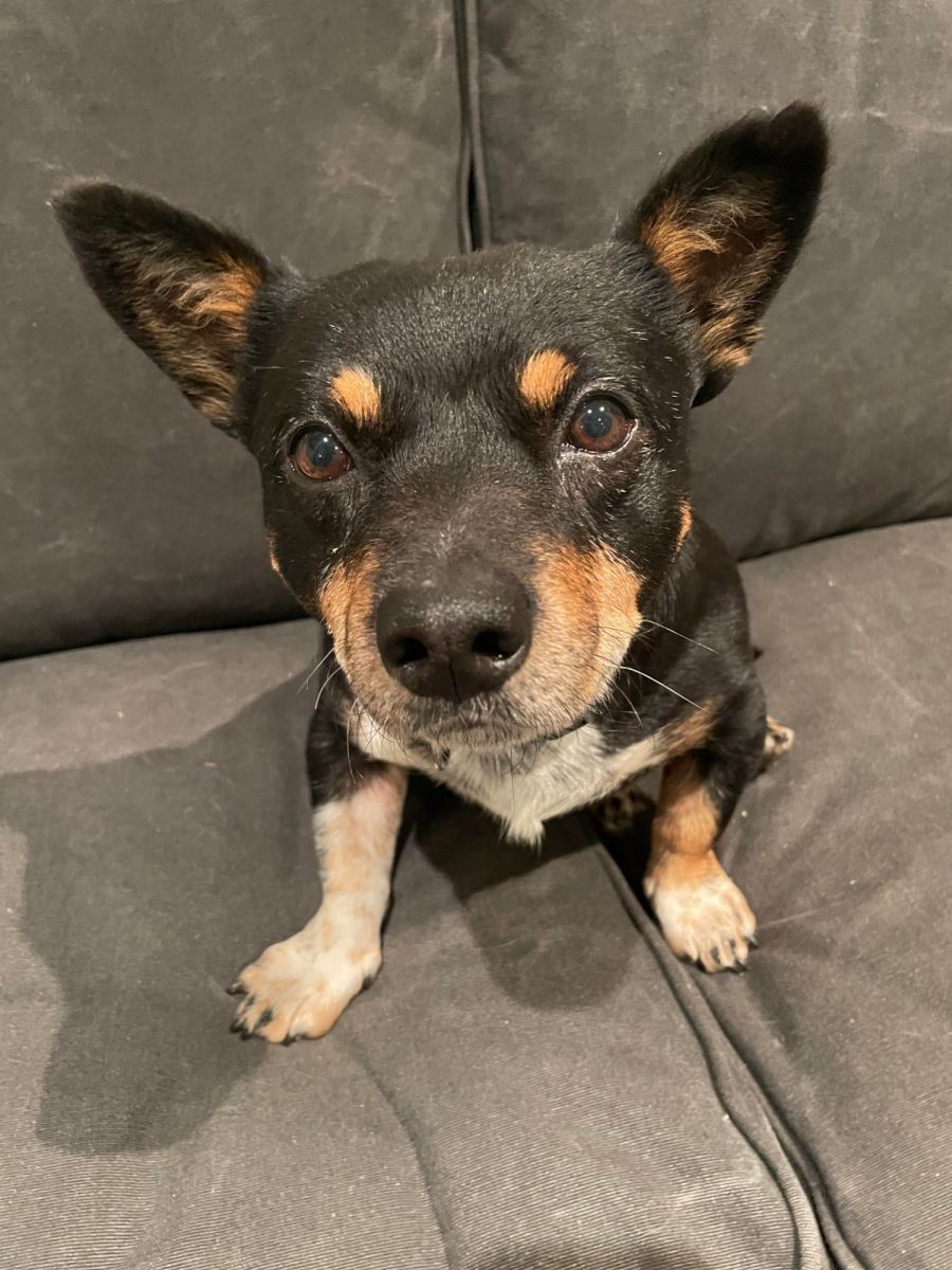 Jackson - Small Male Corgi Mix Dog in VIC - PetRescue