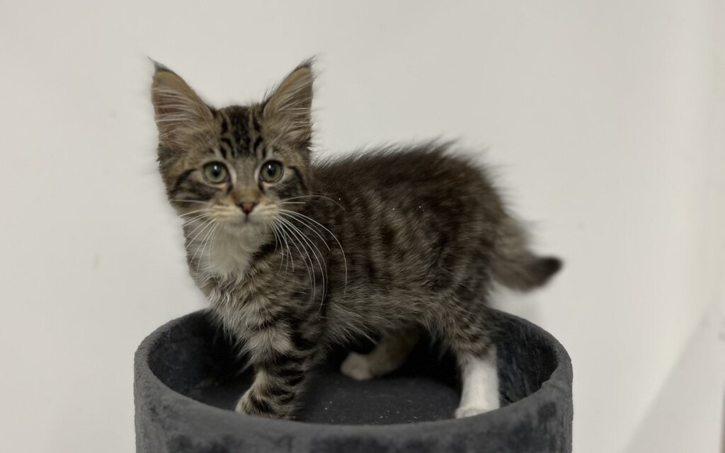 zijing - Male Domestic Short Hair Mix Cat in VIC - PetRescue