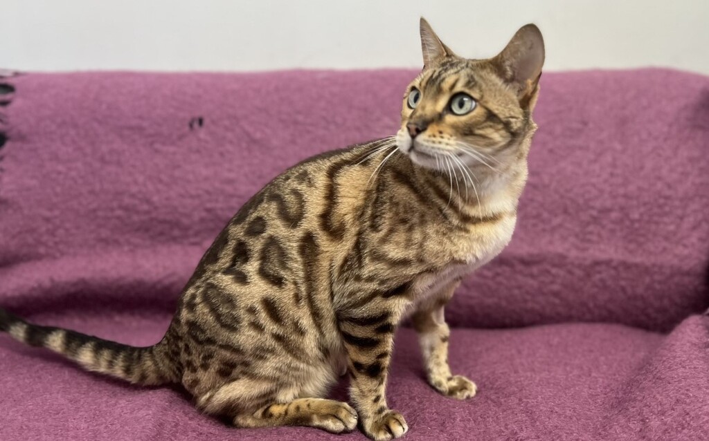 Apollo - Male Bengal Mix Cat in VIC - PetRescue