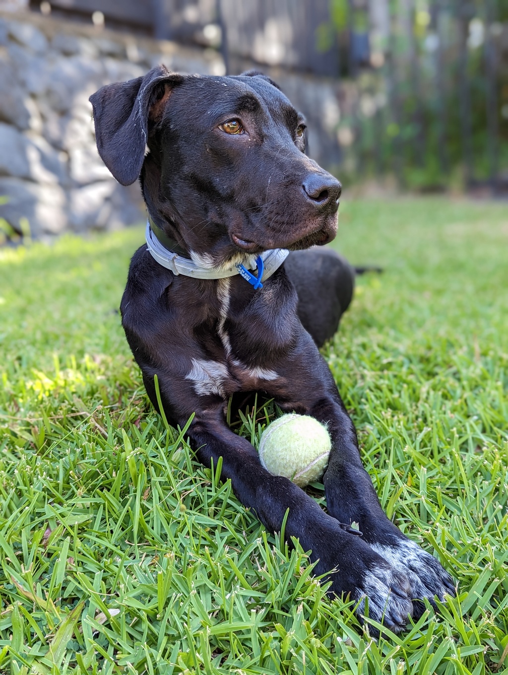 Frank - Large Male Bull Arab x Labrador Retriever Mix Dog in QLD ...