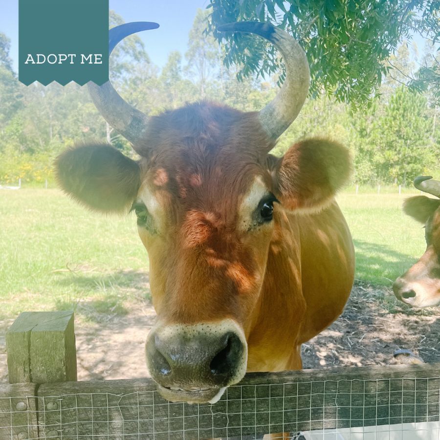 Tommy and Tucka - Male Cow in NSW - PetRescue