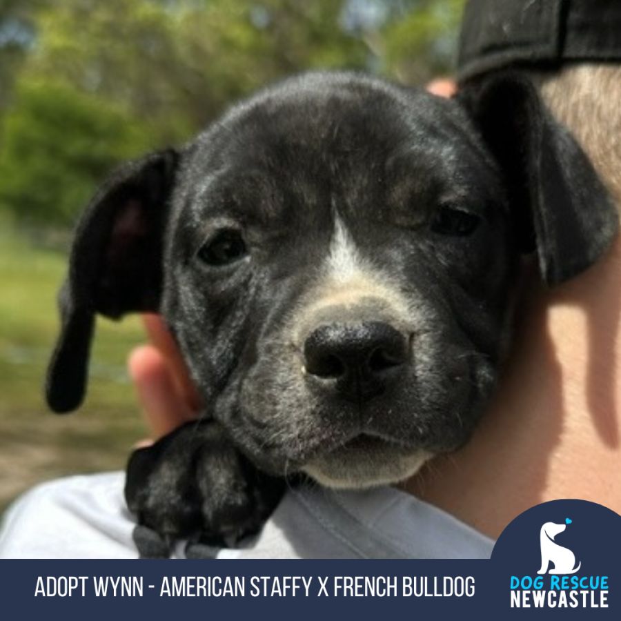 Wynn - 14 Week American Staffy X (Trial) - Medium Female American ...