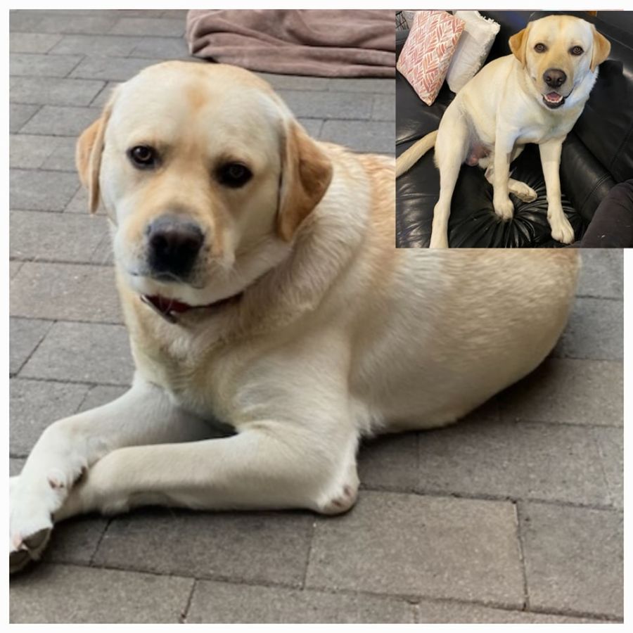 Wolfy - Large Male Labrador Dog in VIC - PetRescue