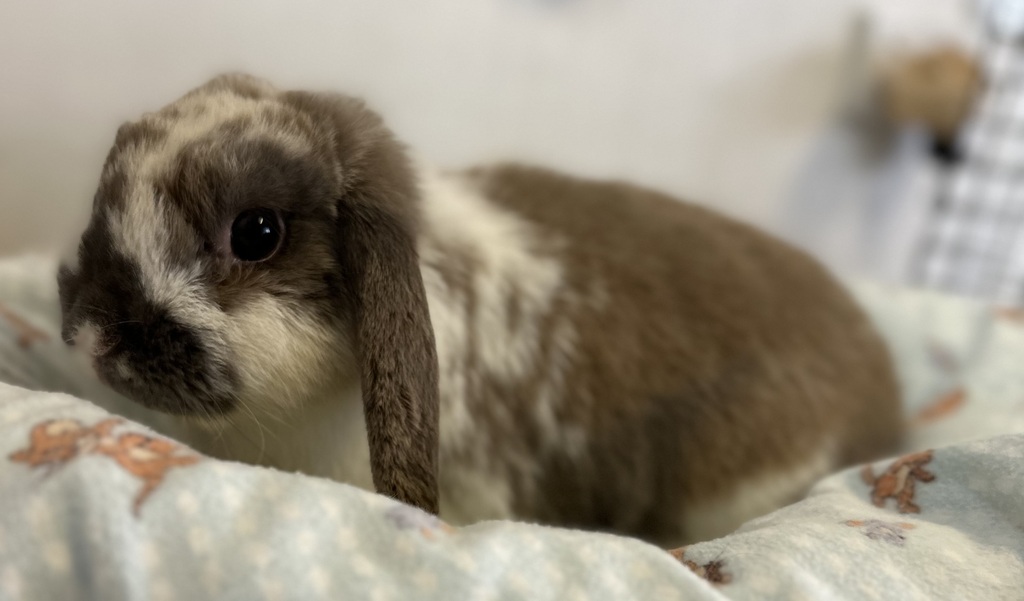Rosie - Female Lop Eared Mix Rabbit in VIC - PetRescue