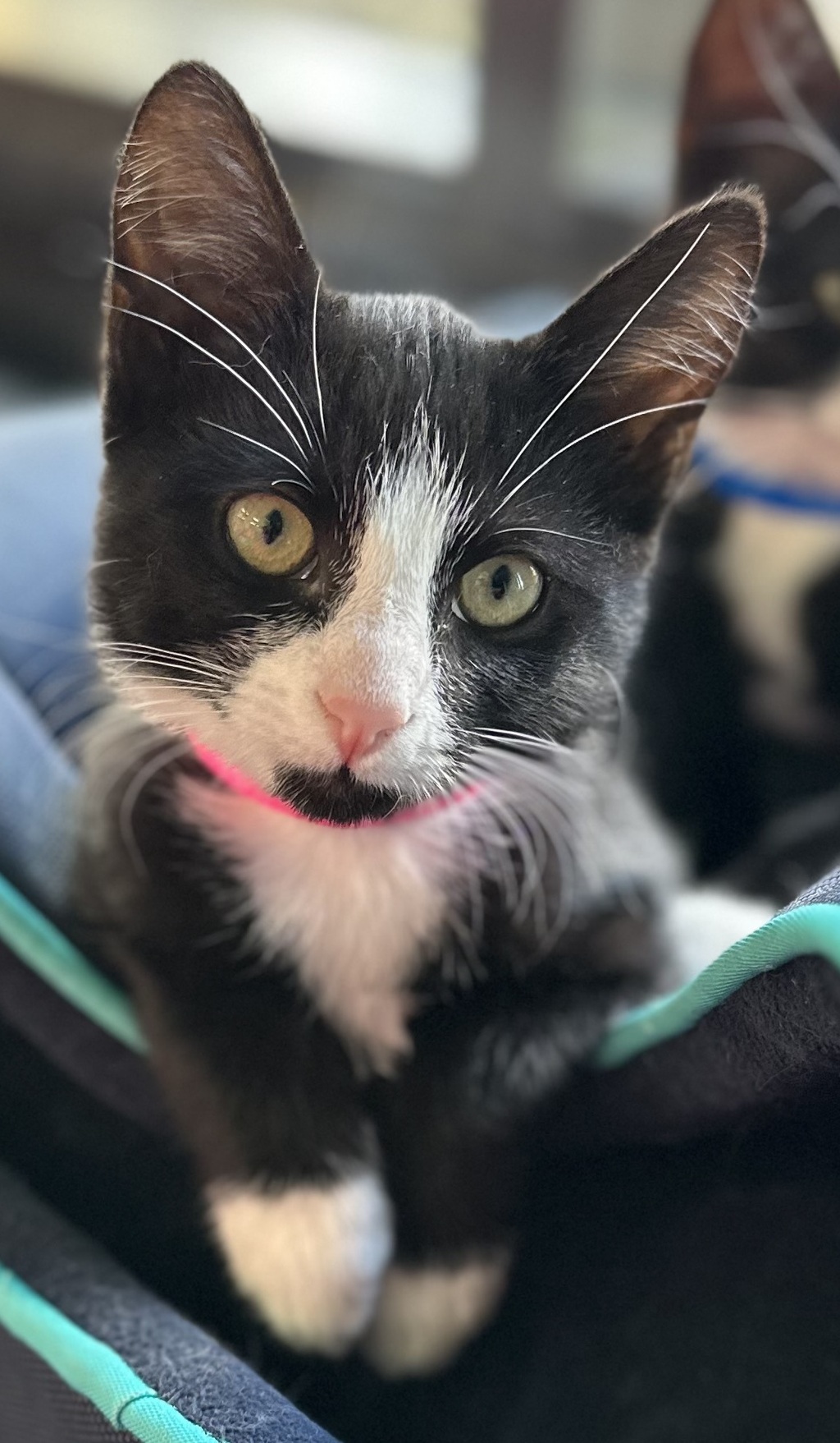 Gunther - Male Domestic Short Hair Mix Cat in VIC - PetRescue