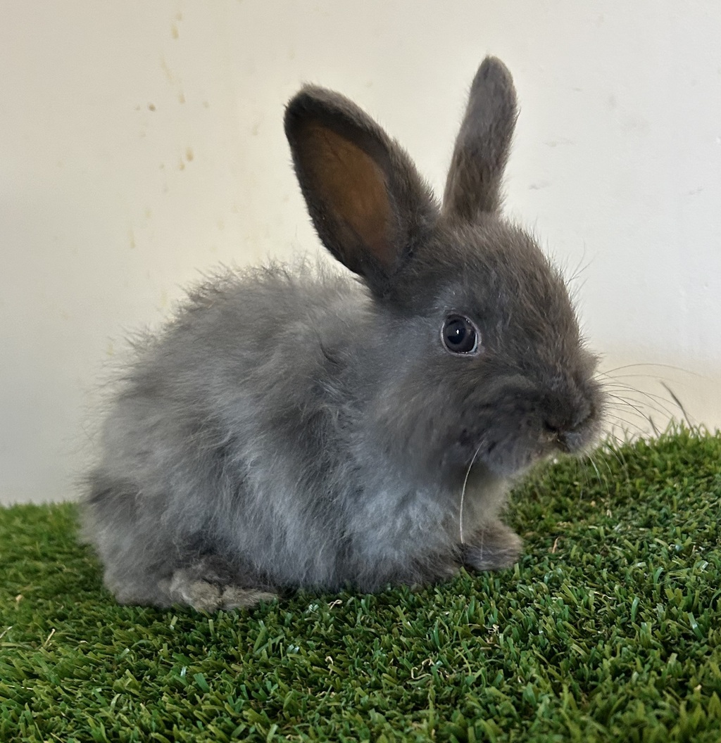 Yahtzee - Female Jersey Wooly Mix Rabbit in WA - PetRescue