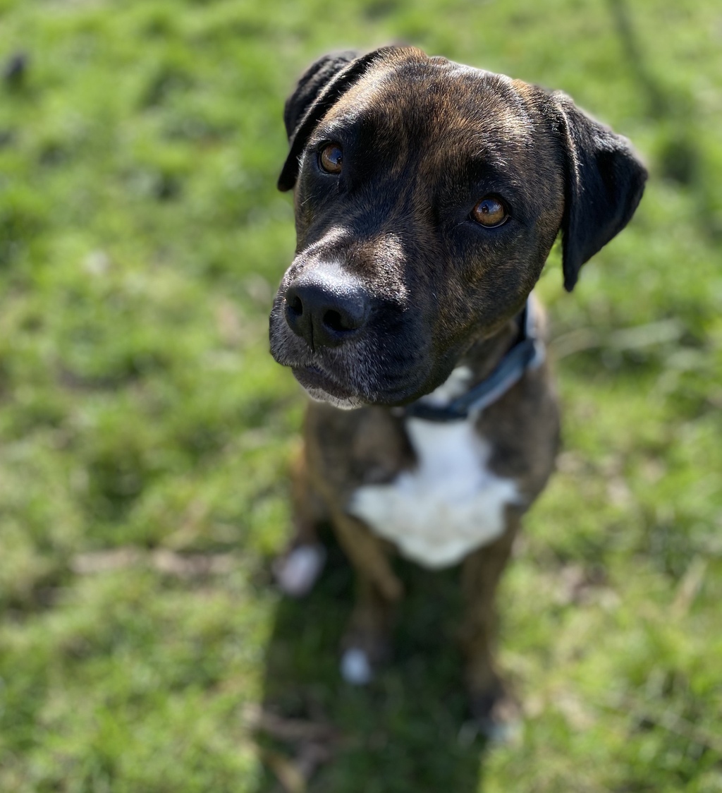 Gigi - Medium Female American Staffordshire Terrier x Boxer Mix Dog in ...