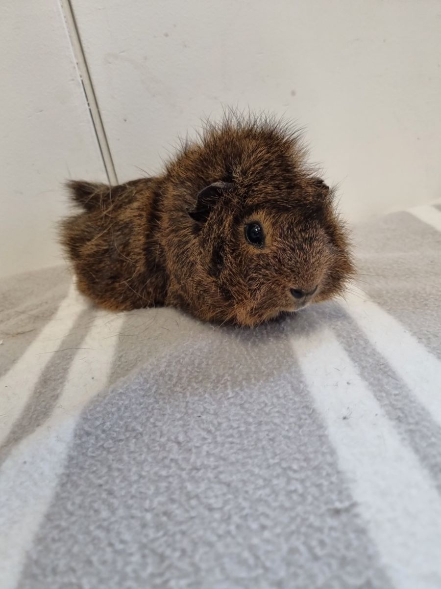 Franklin - Male Long-hair Abyssinian Guinea Pig in NSW - PetRescue