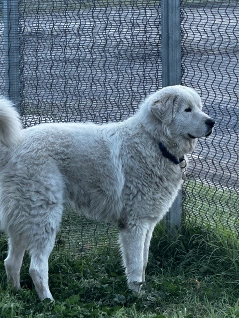 Leo - Large Male Maremma Sheepdog Dog in NSW - PetRescue