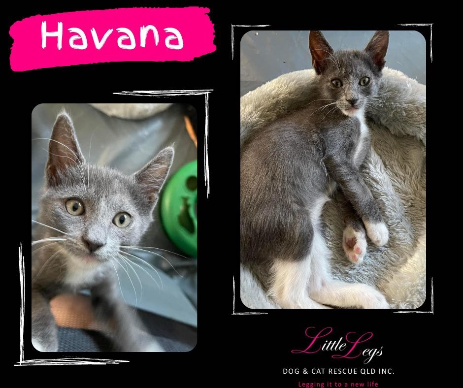 Havana - Male Manx Cat in QLD - PetRescue