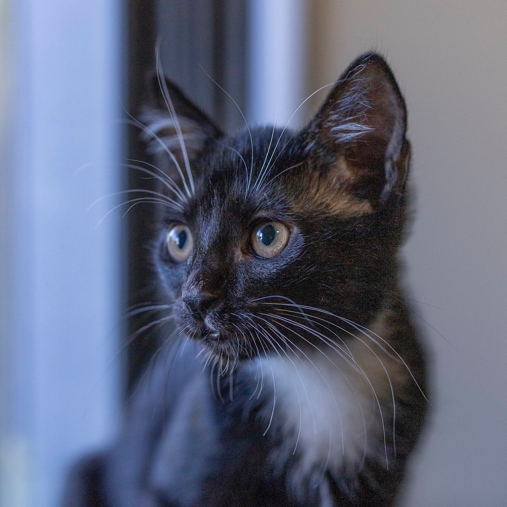 Lil Wayne - Male Domestic Short Hair Cat in WA - PetRescue