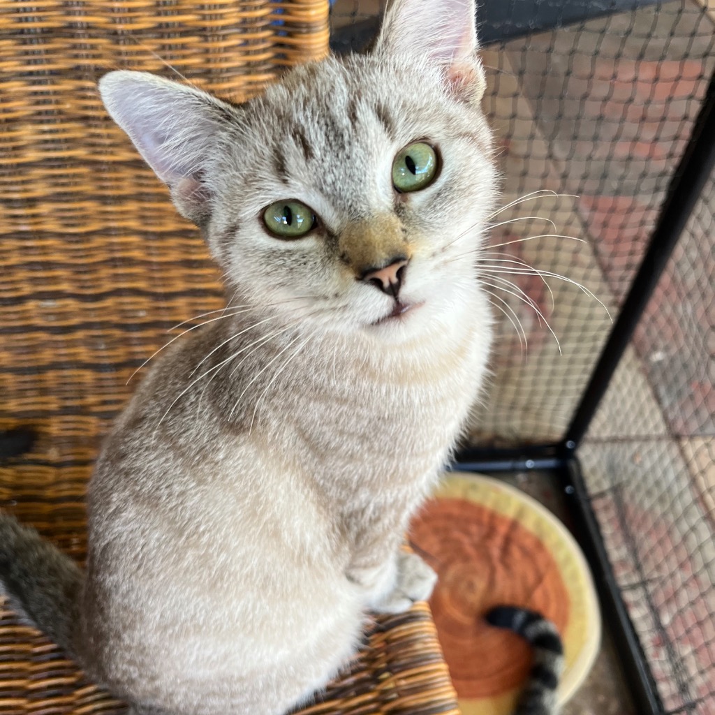 Jonah - Male Domestic Short Hair Cat in WA - PetRescue