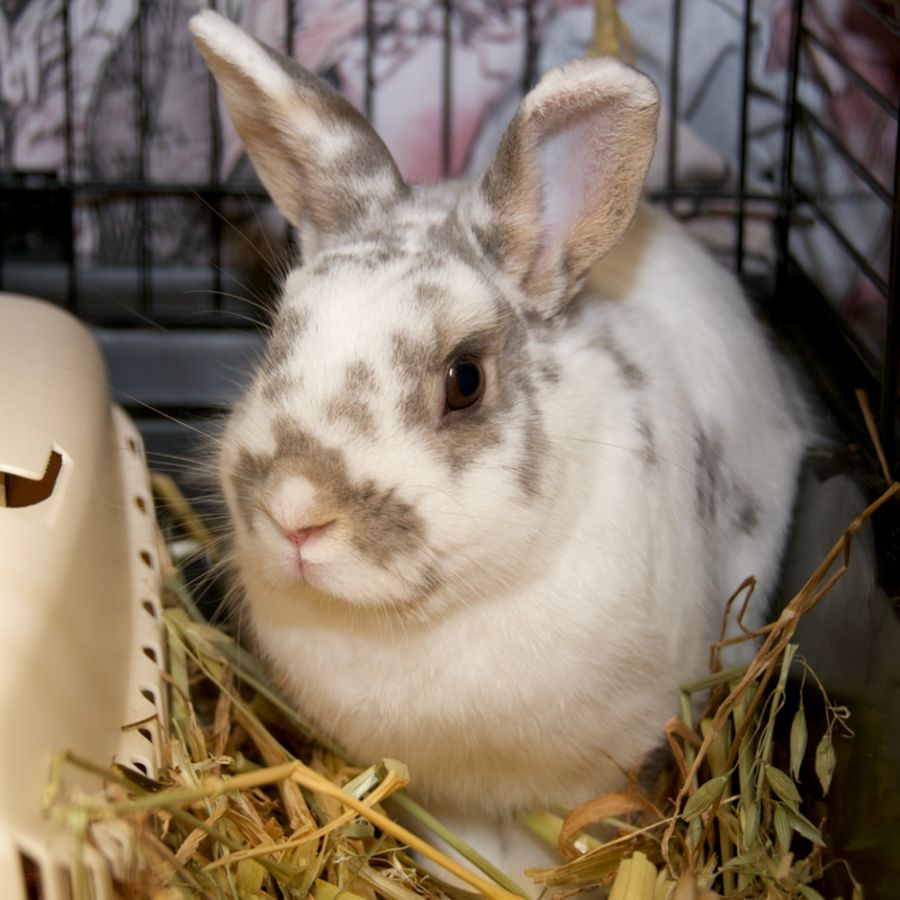 Waffles - Male Lop Eared Rabbit in NSW - PetRescue