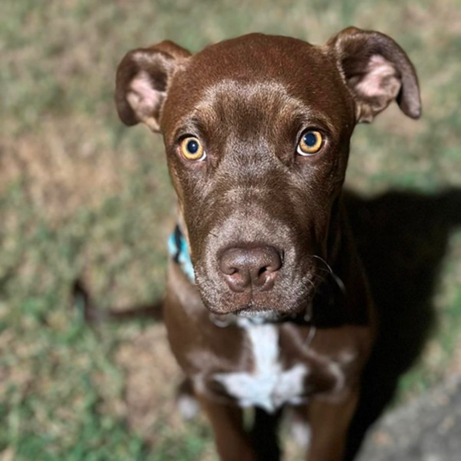 Choccy - Large Female Labrador Mix Dog in QLD - PetRescue
