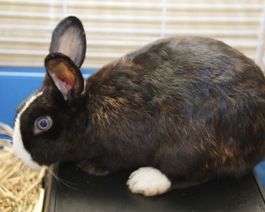 Regina - Female Lop Eared Rabbit in NSW - PetRescue