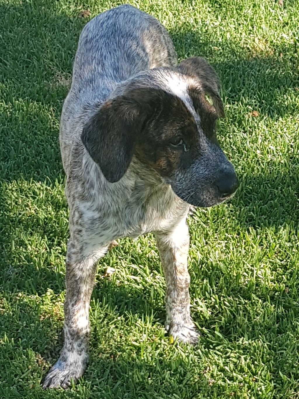 Scally - Medium Female Australian Cattledog Mix Dog in NSW - PetRescue