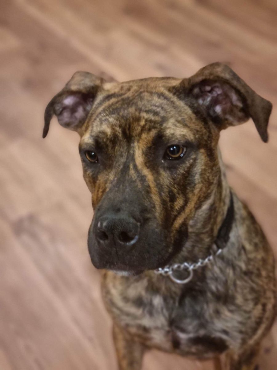 Olive - Medium Female Staffy Mix Dog in VIC - PetRescue