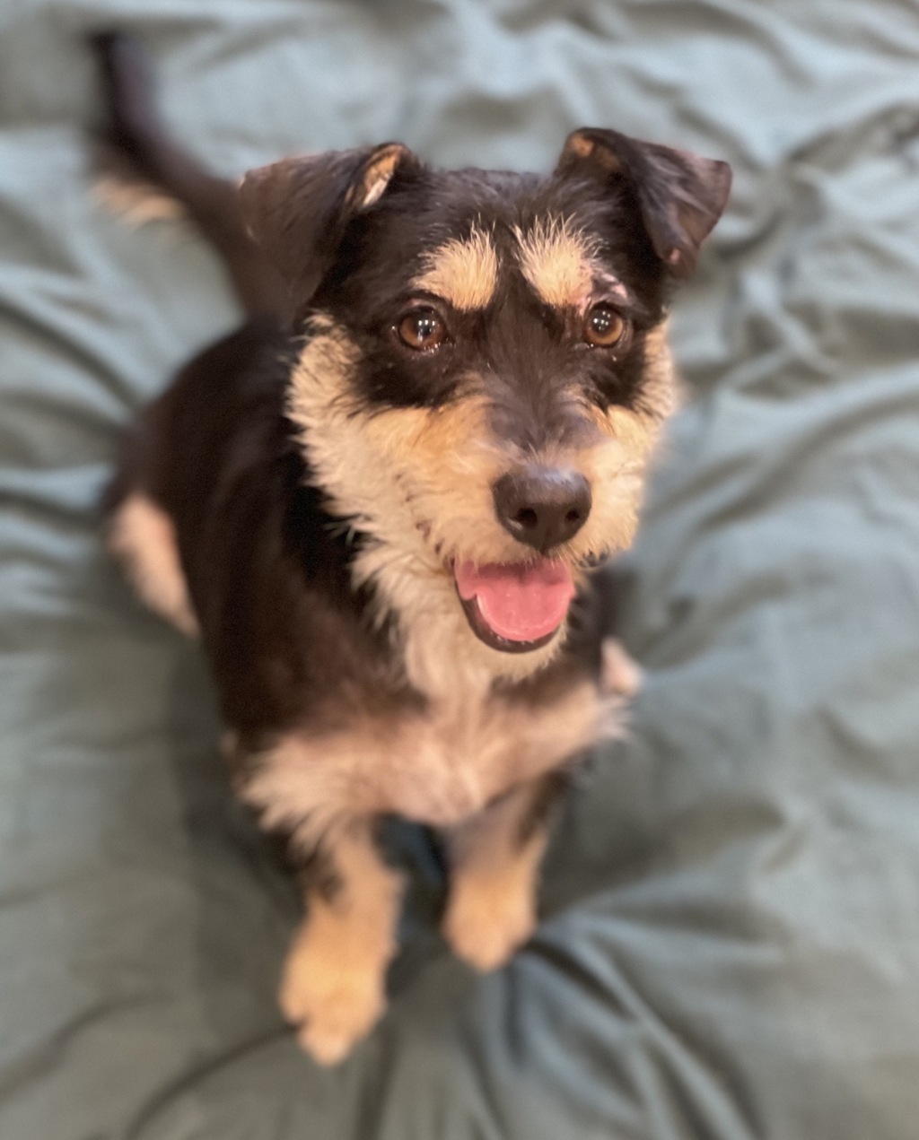 Lucy - Medium Female Medium Terrier Cross Mix Dog in VIC - PetRescue