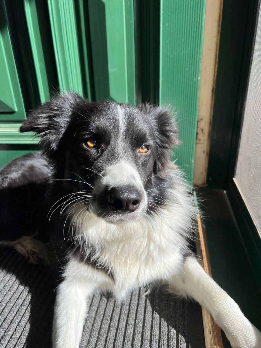 Billy - Medium Male Border Collie Dog in VIC - PetRescue