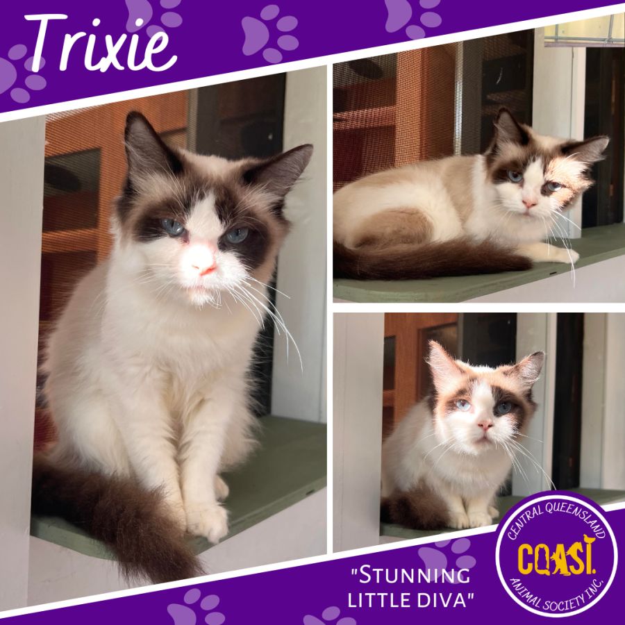 Trixie - Female Ragdoll Cat in QLD - PetRescue