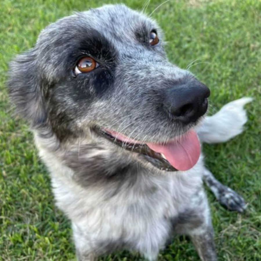 Ella - Medium Female Border Collie Mix Dog in QLD - PetRescue