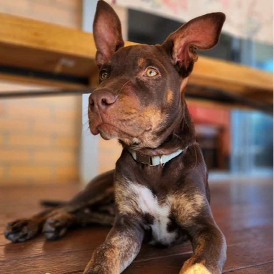 Cheese - Medium Male Rhodesian Ridgeback Mix Dog in QLD - PetRescue