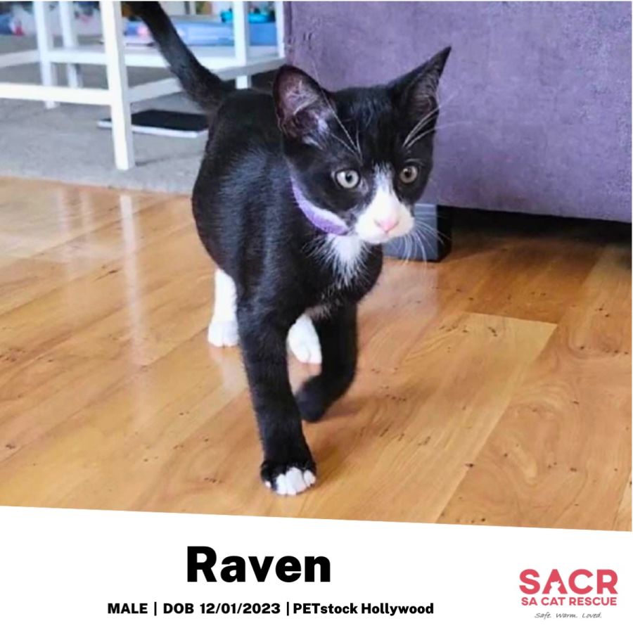 Raven - Male Domestic Short Hair Cat in SA - PetRescue