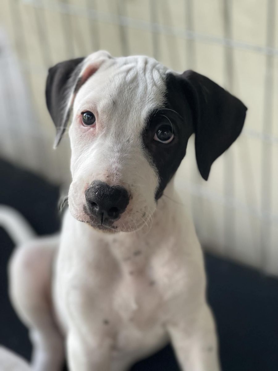 Tom - Large Male Bull Arab x Mastiff Mix Dog in QLD - PetRescue