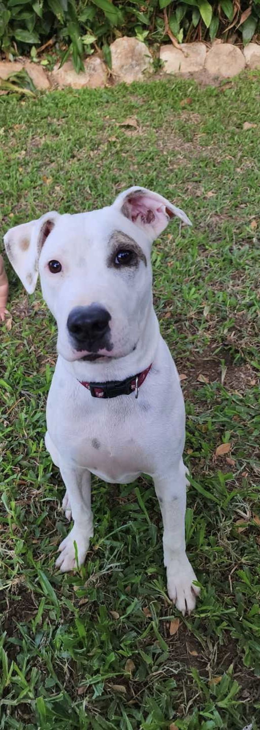 Tink - Large Female Bull Arab Mix Dog in QLD - PetRescue