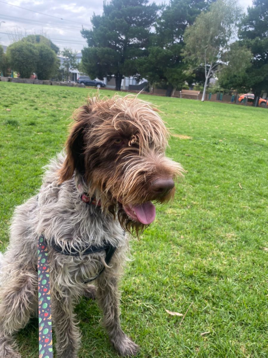 Donny - Large Male German Wirehaired Pointer Dog in VIC - PetRescue