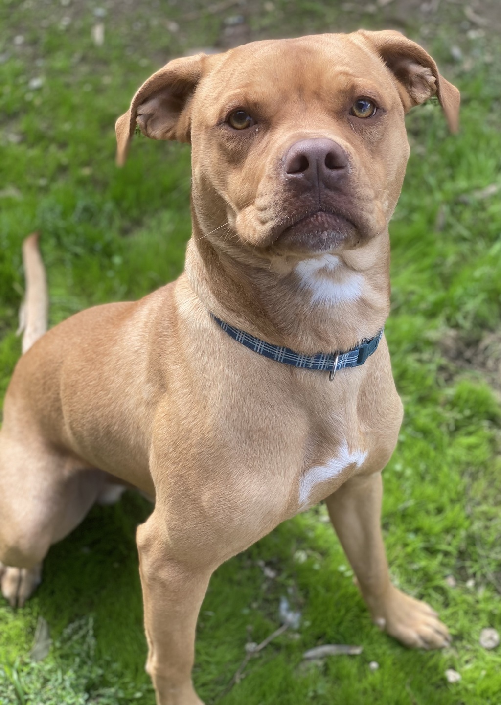 Simba - Medium Male Rhodesian Ridgeback x Staffy Mix Dog in VIC - PetRescue