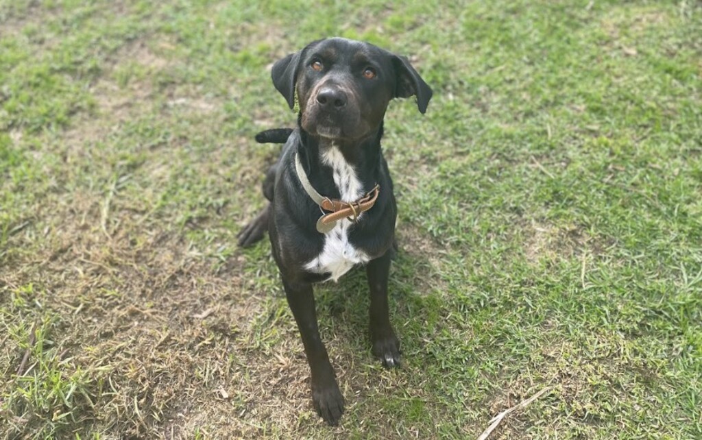 Kya - Large Female Labrador x Rottweiler Mix Dog in VIC - PetRescue