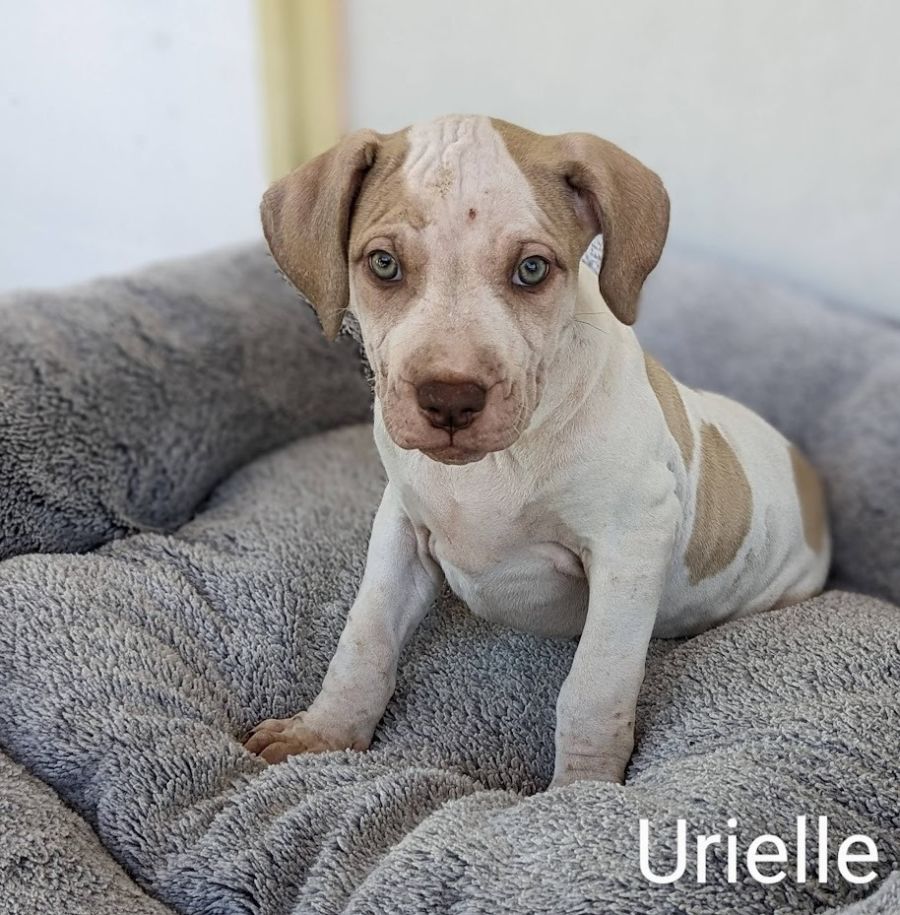 Urielle - Large Female Koolie x Bullmastiff x Shar-Pei Mix Dog in QLD ...
