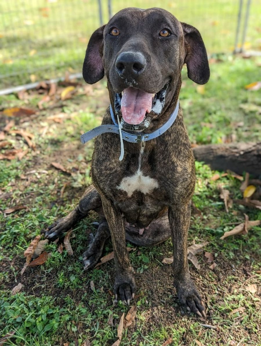 Calamity Jane - Large Female Great Dane x Bullmastiff Mix Dog in QLD ...