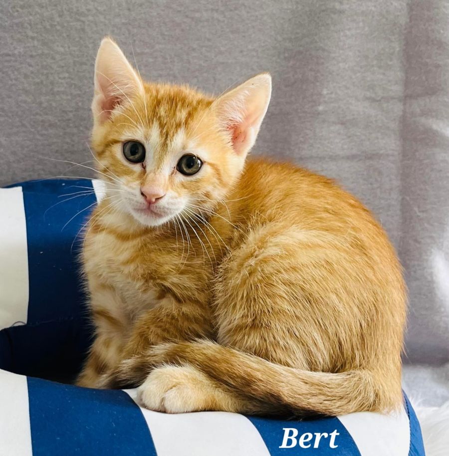 Bert - Male Domestic Short Hair Cat in QLD - PetRescue