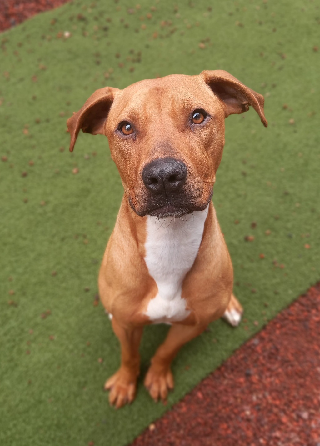 Millhouse - Medium Male Staffordshire Bull Terrier x Bull Mastiff Mix ...